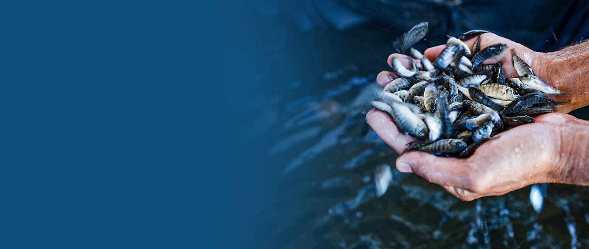 Polyethylene Fish Cages for Fisheries and Aquaculture